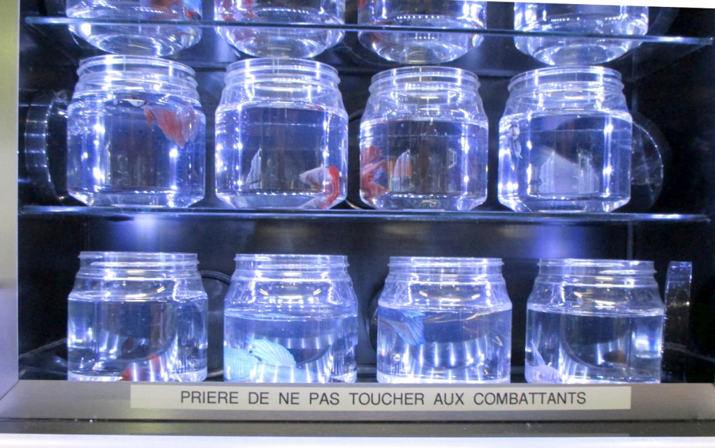 Poissons combattants : une vie en boîte - Code animal