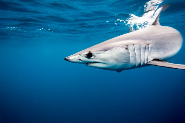 Classement du requin Mako a l'annexe II de la CITES - Code animal