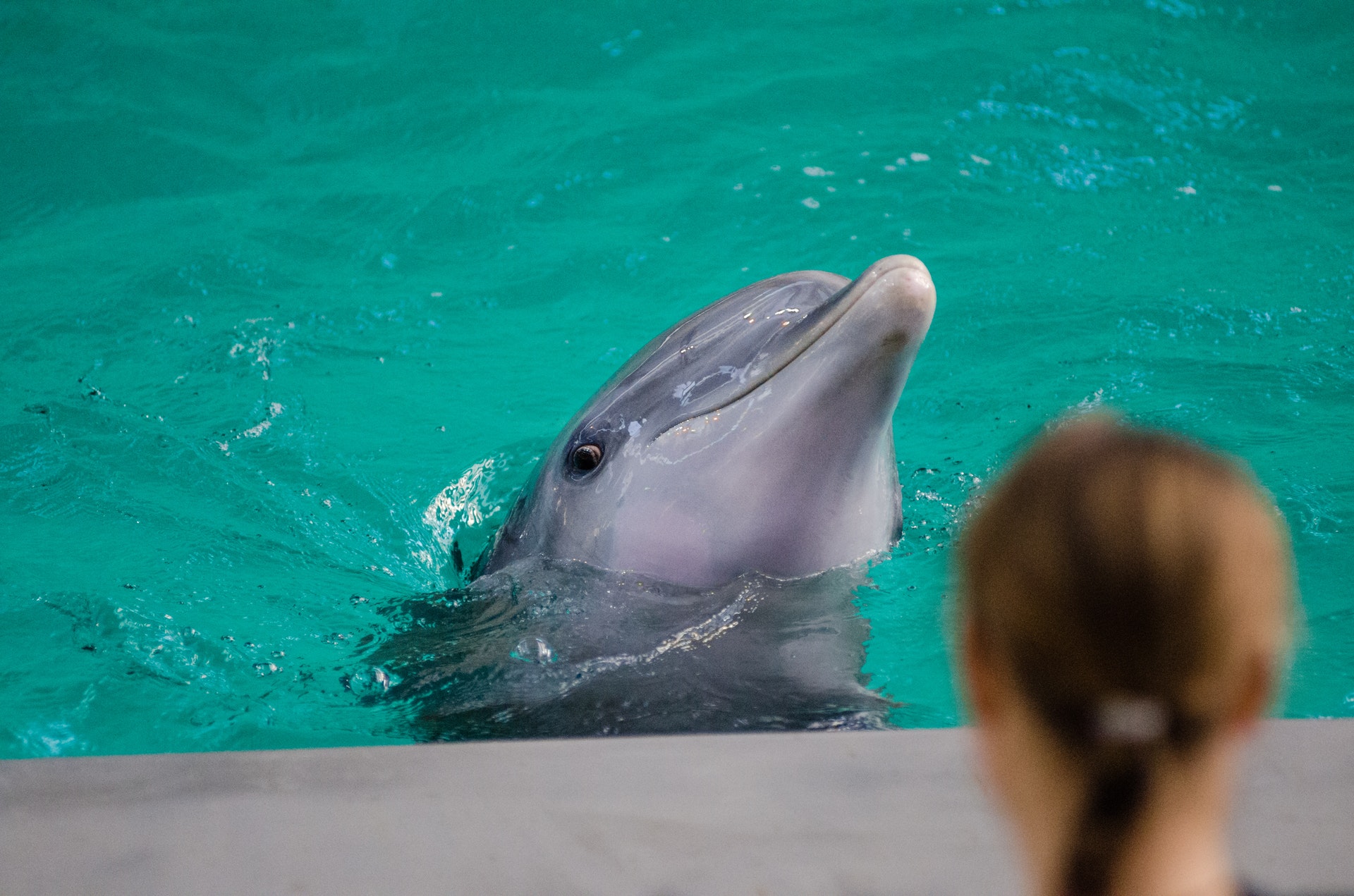 Campagne Delphinariums : toute une vie dans un bocal - Code animal