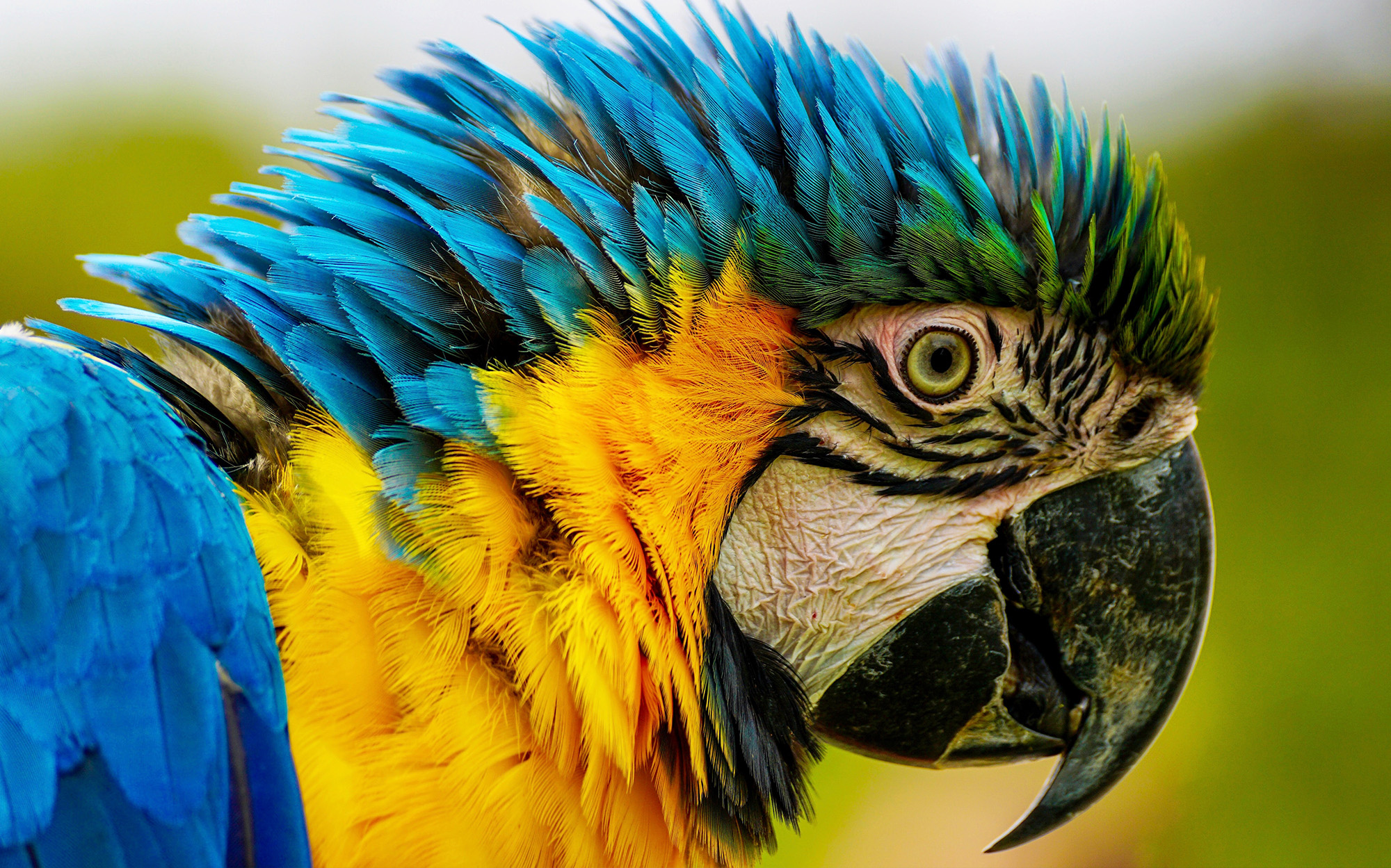 animal-close-up-color-927497 – Code animal