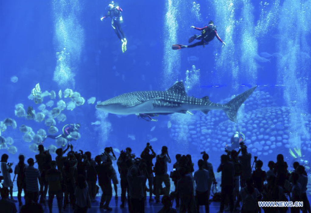 le requin baleine, lui aussi victime de l'industrie de la captivité ...