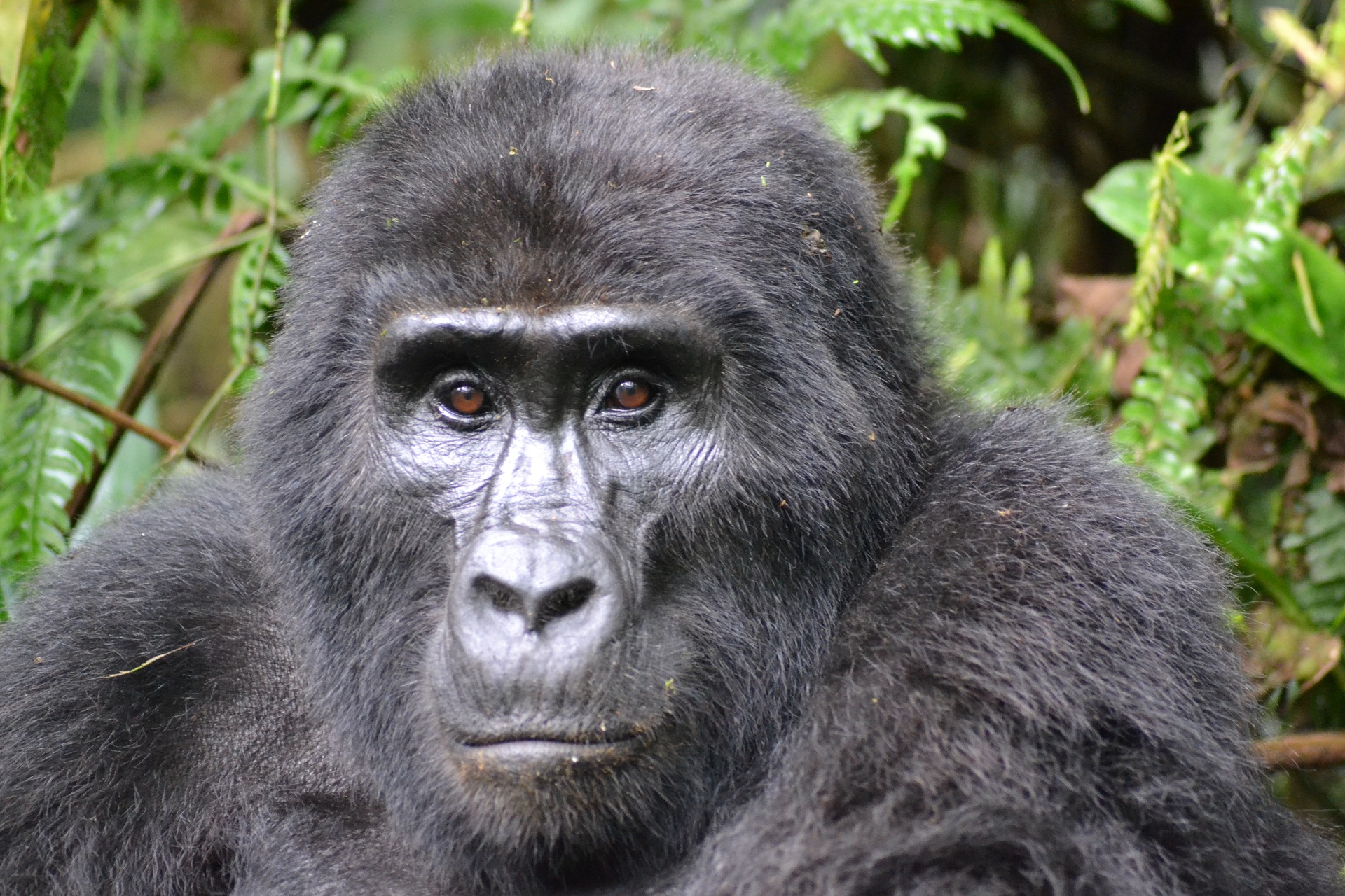 gorilla-3928903_1920 – Code animal gorilla-3928903_1920 – Code animal
