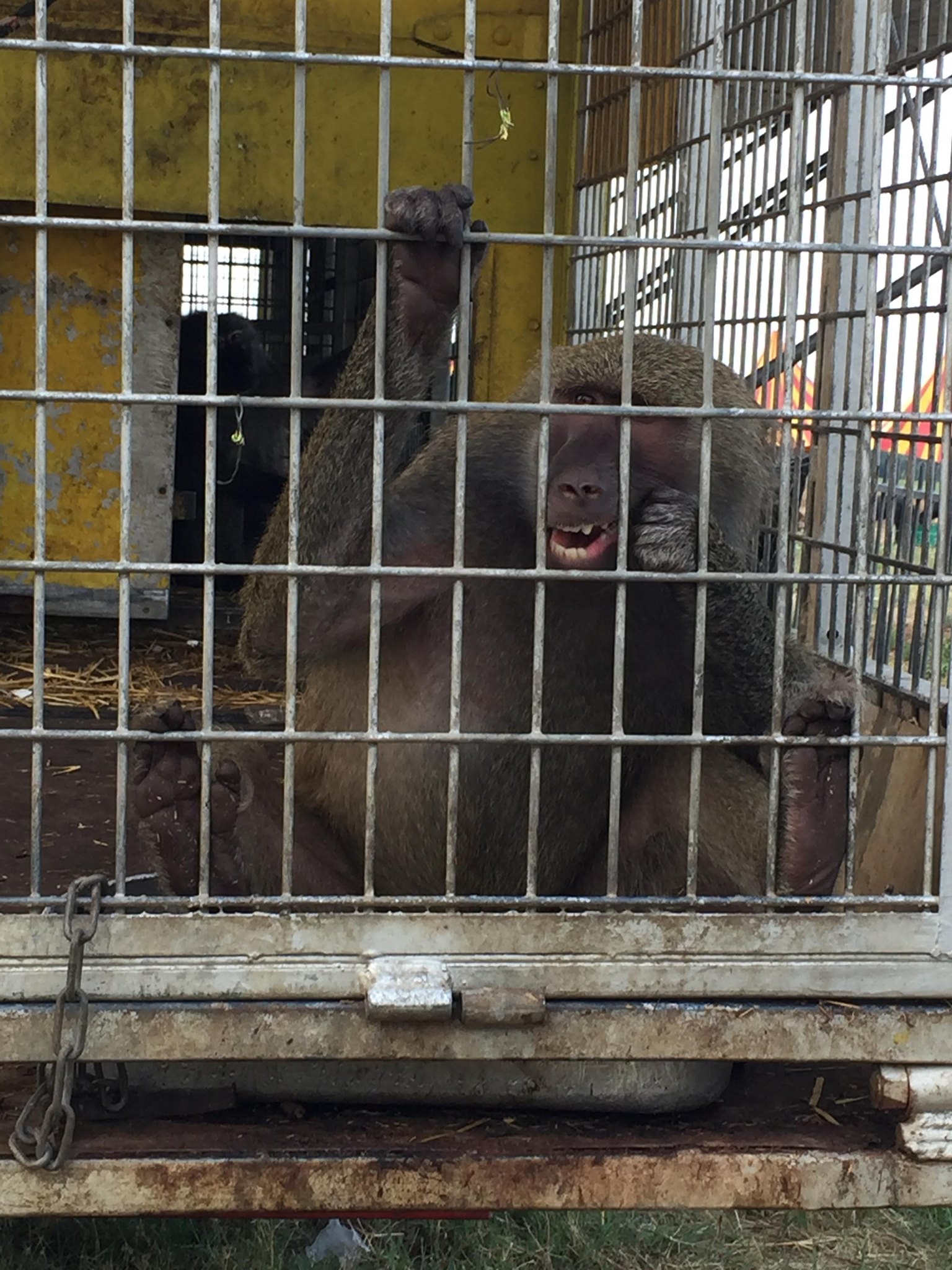 STOP CIRCUS SUFFERING - Code animal