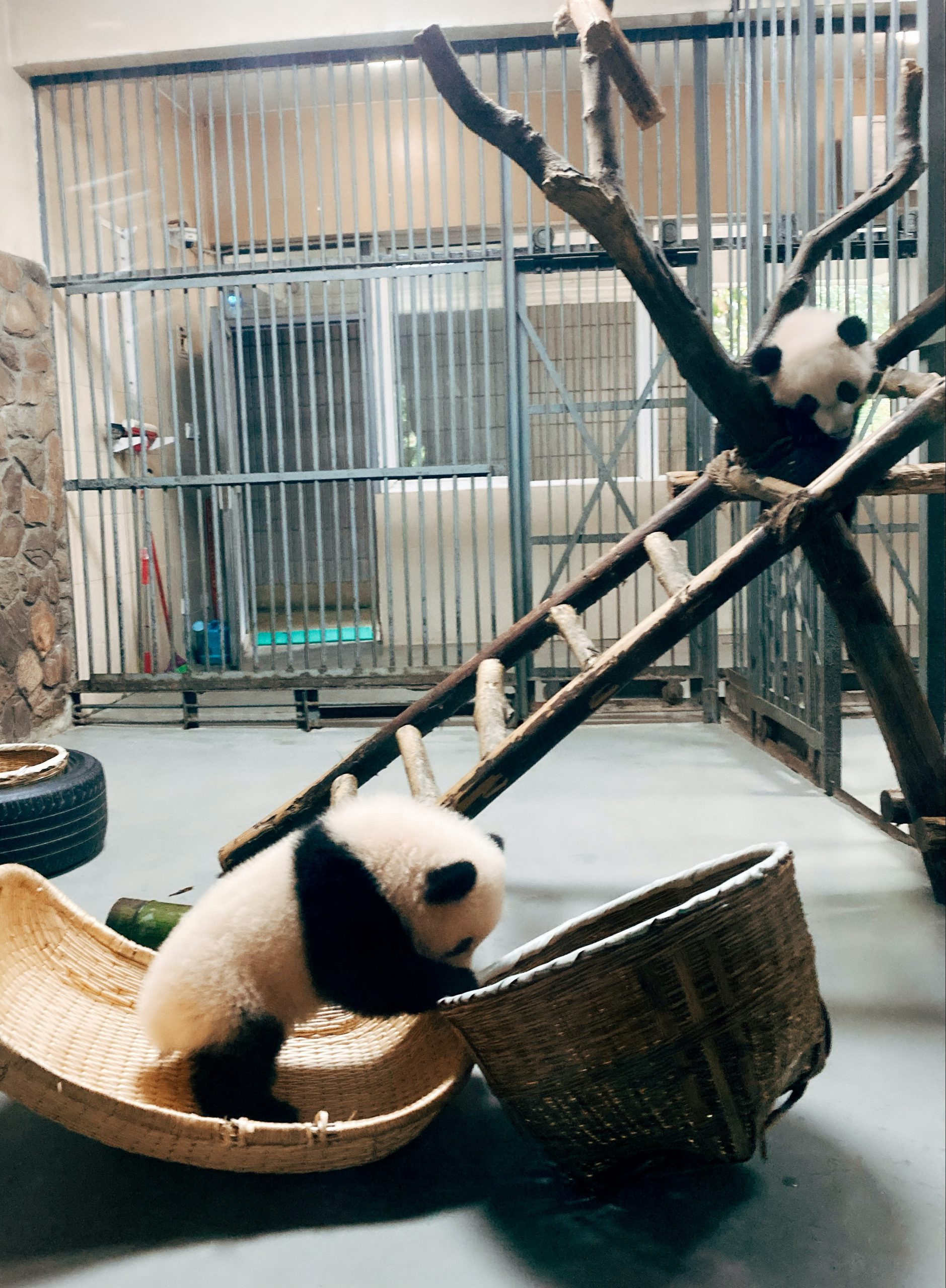 La conservation d’espèces « parapluie » ne protège pas toutes les ...