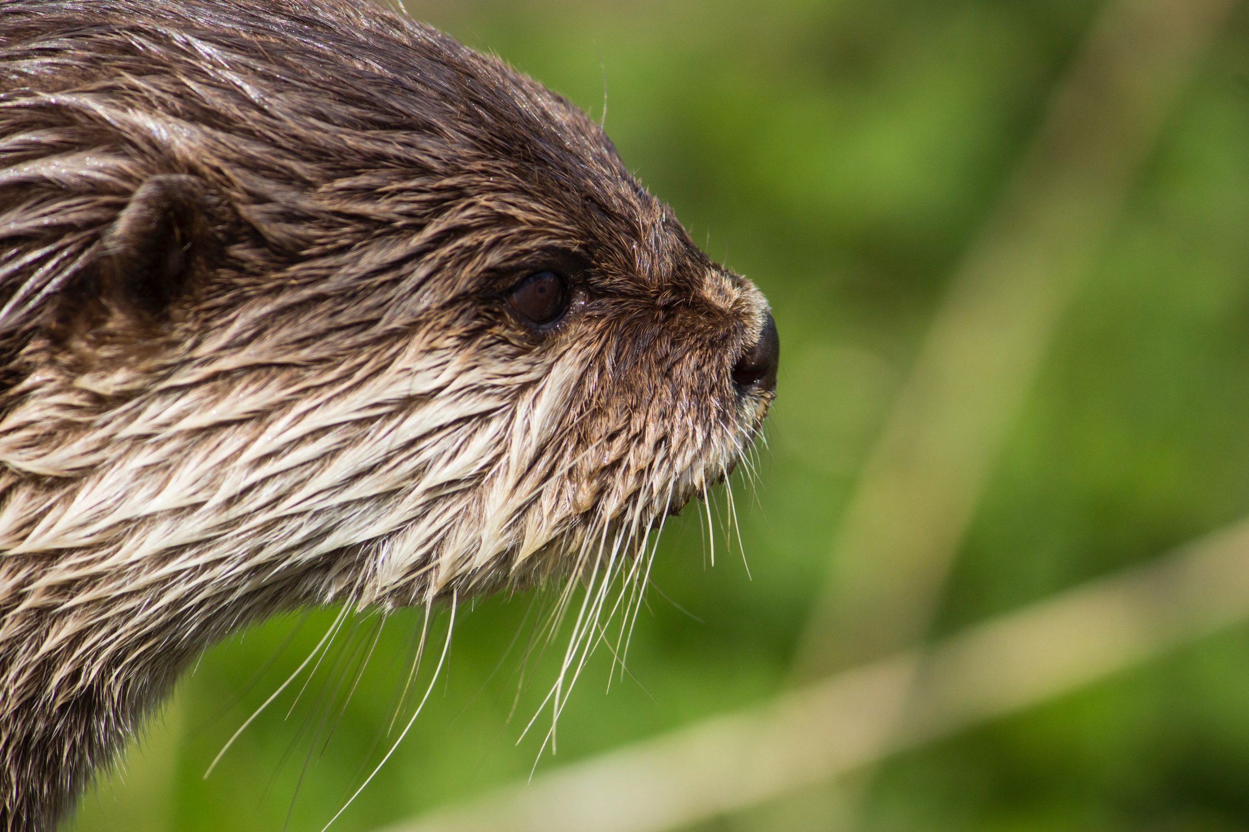 Animaux Exotiques Safari Made In Texas: Ces Incroyables Chasses
