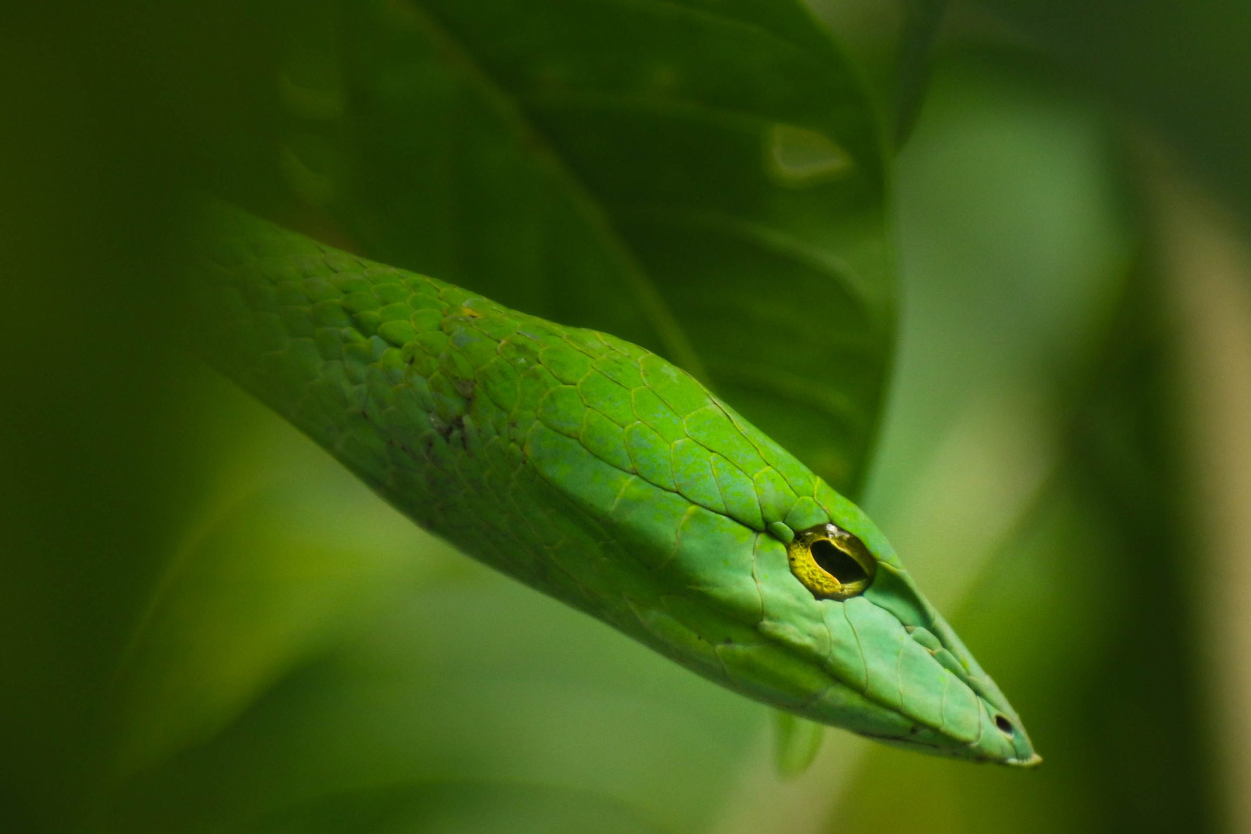 Les morsures de serpents exotiques en hausse outre-manche. - Code animal