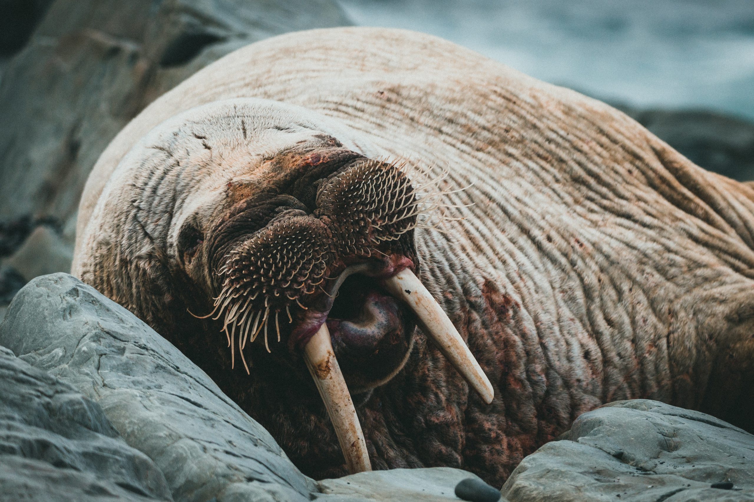Hommage à Freya, morse tuée à Oslo - Code animal