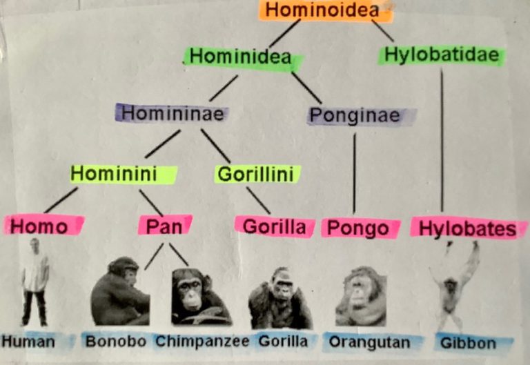 Bonobos et chimpanzés : quelles différences ? - Code animal
