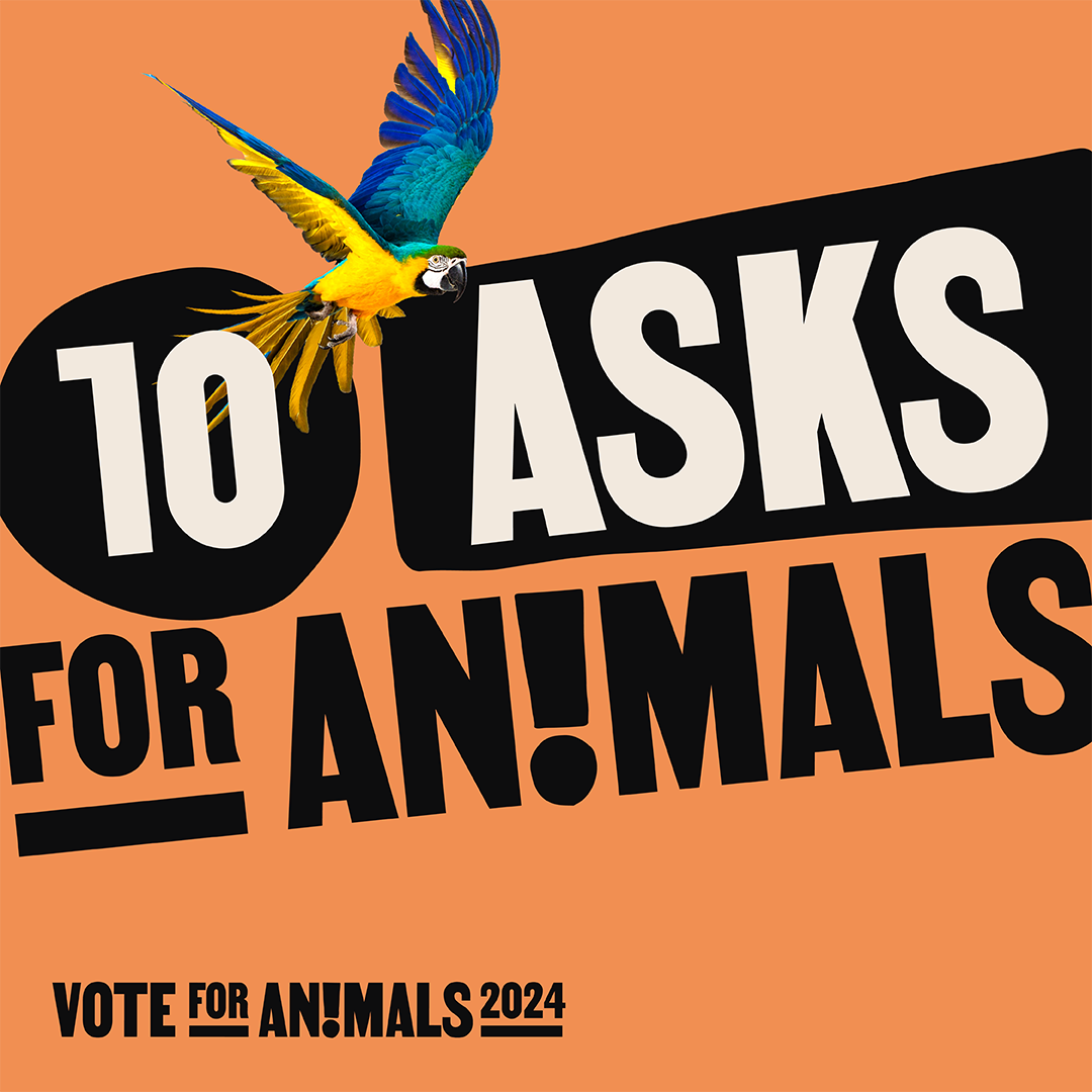 Suivez le lancement de la campagne européenne pour les animaux ! - Code ...