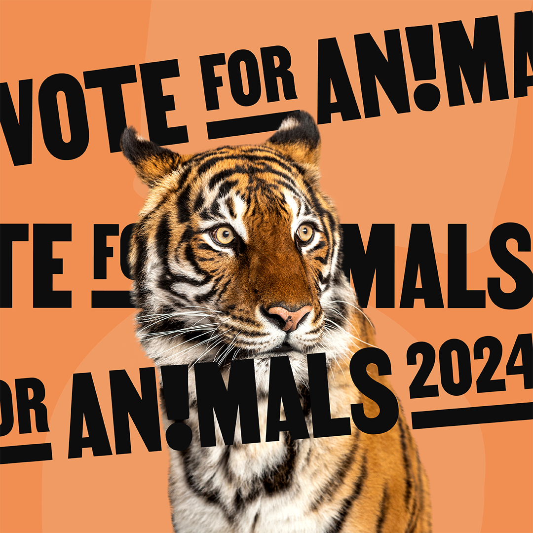 Suivez le lancement de la campagne européenne pour les animaux ! - Code ...