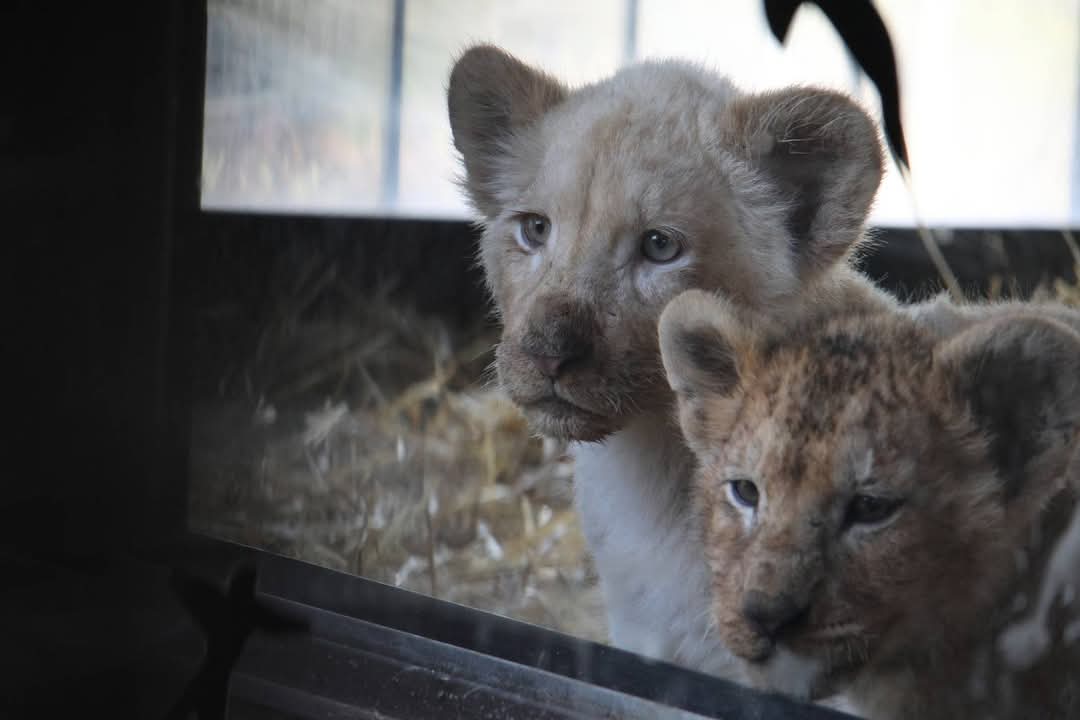 Bilan de l'année 2024 pour Code animal - Code animal