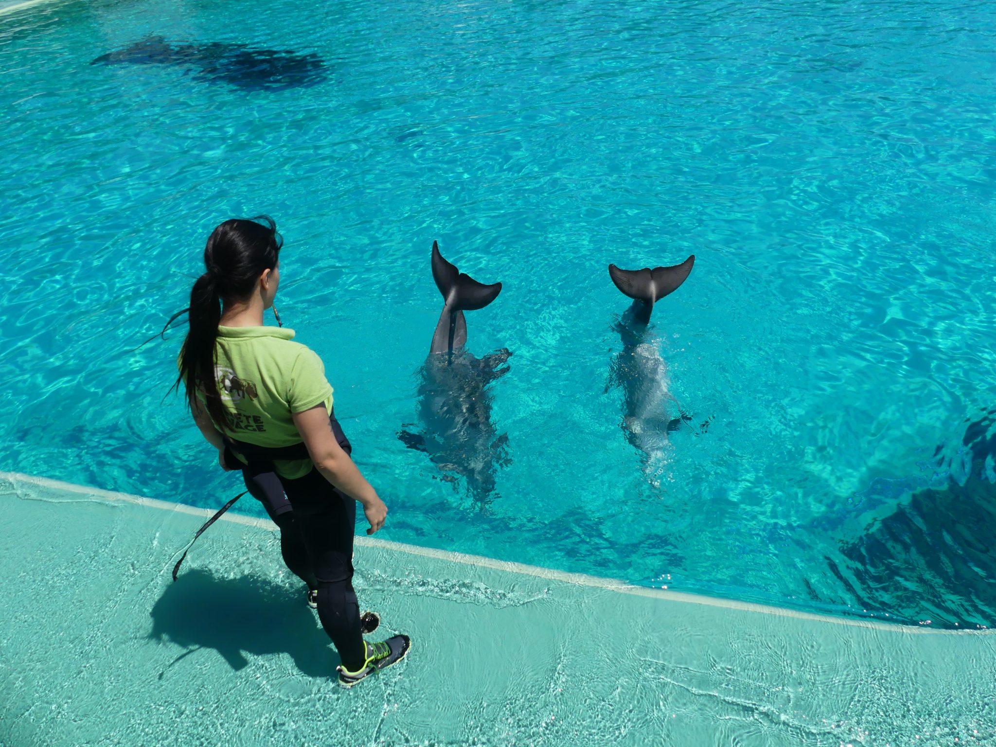 Delphinarium de Beauval : Un « Centre d'études » ou la Perpétuation de ...
