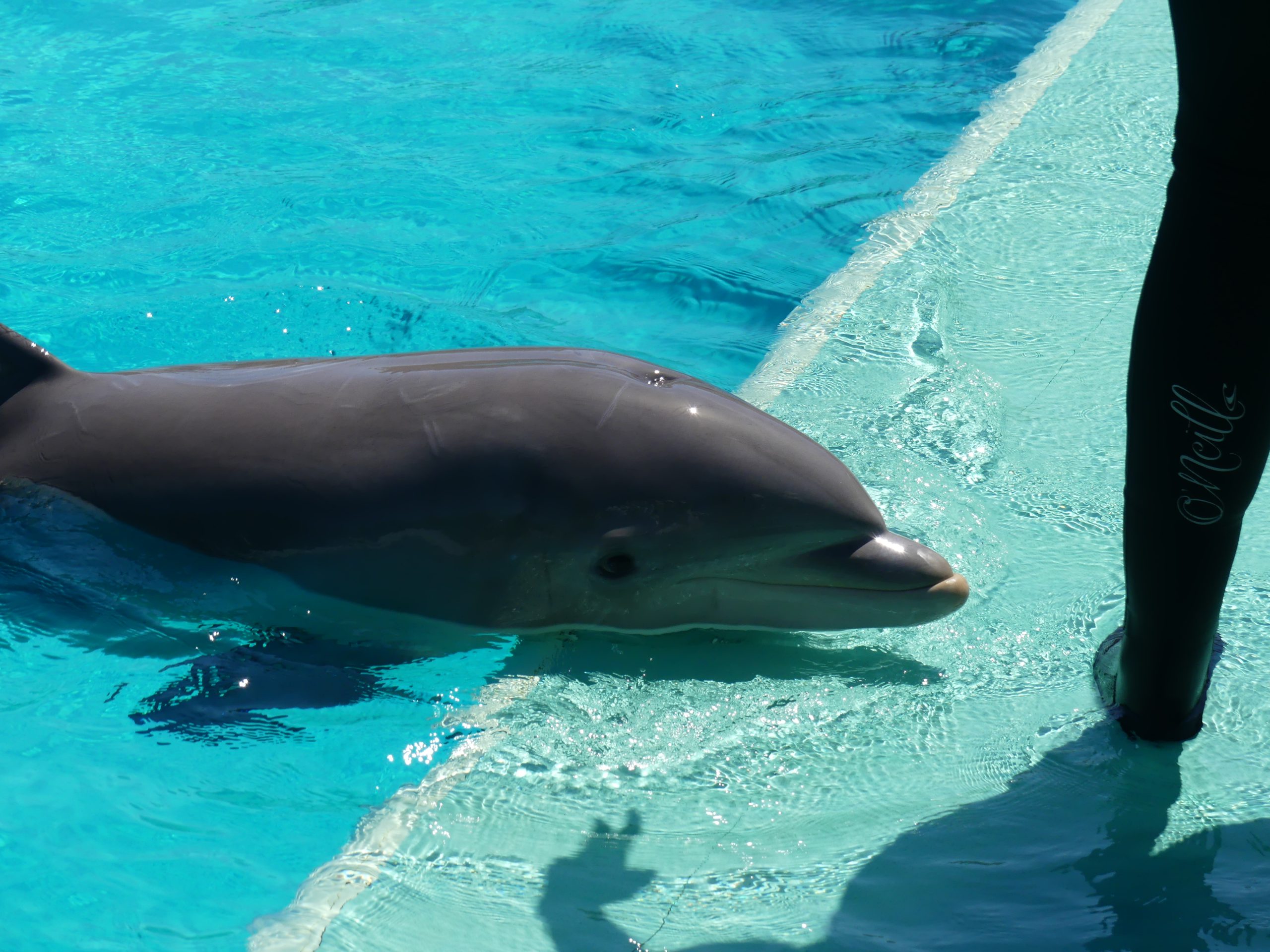 Delphinarium de Beauval : Un « Centre d'études » ou la Perpétuation de ...